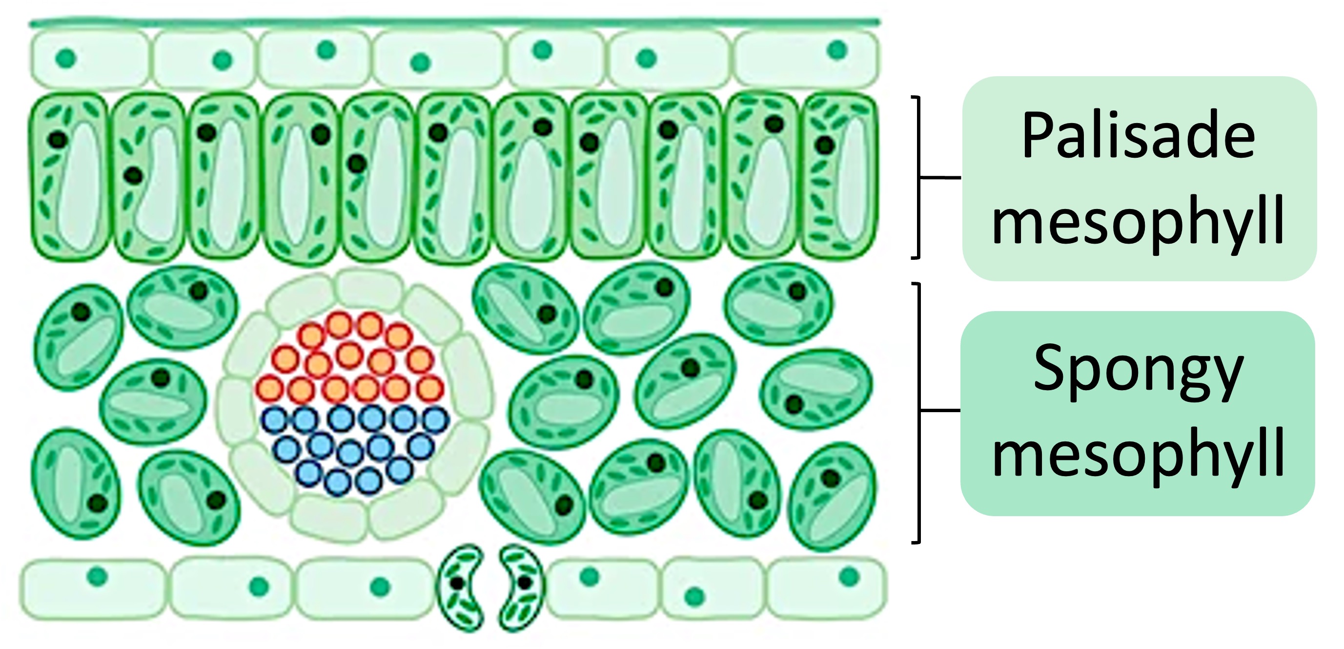 Mesophyll Cell Diagram
